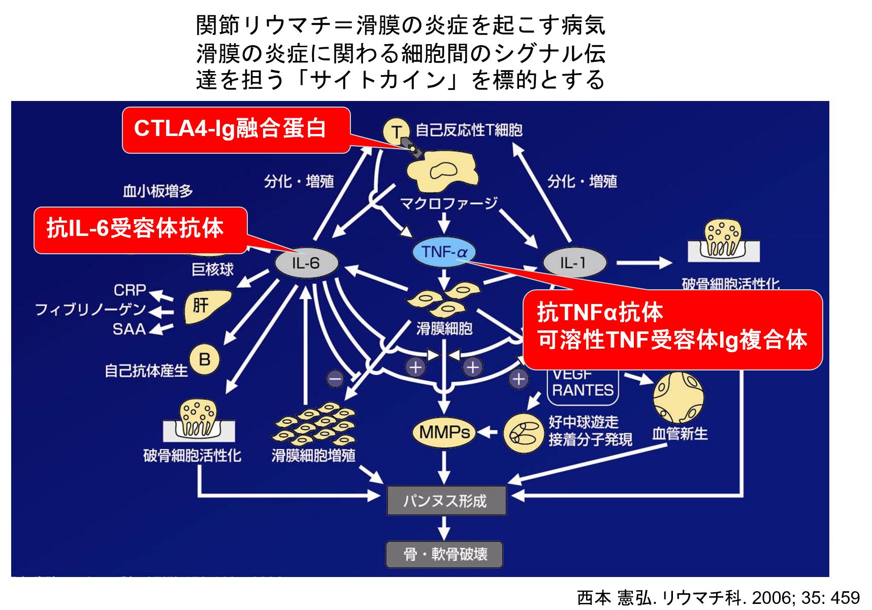生物学的製剤とはどんな薬？なぜ効果があるのか。 - 豊田土橋リウマチクリニック｜愛知県の関節リウマチ治療専門外来（専門医）