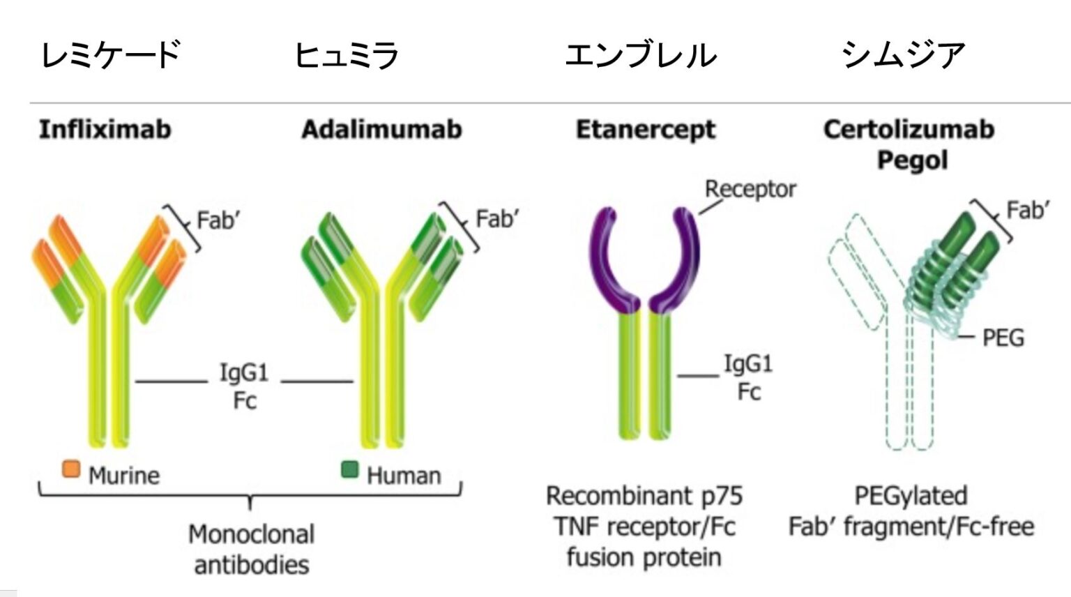 関節リウマチ治療におけるシムジア®の特徴と使い分け – 豊田土橋リウマチクリニック｜愛知県の関節リウマチ治療専門外来（専門医）｜名古屋から30分